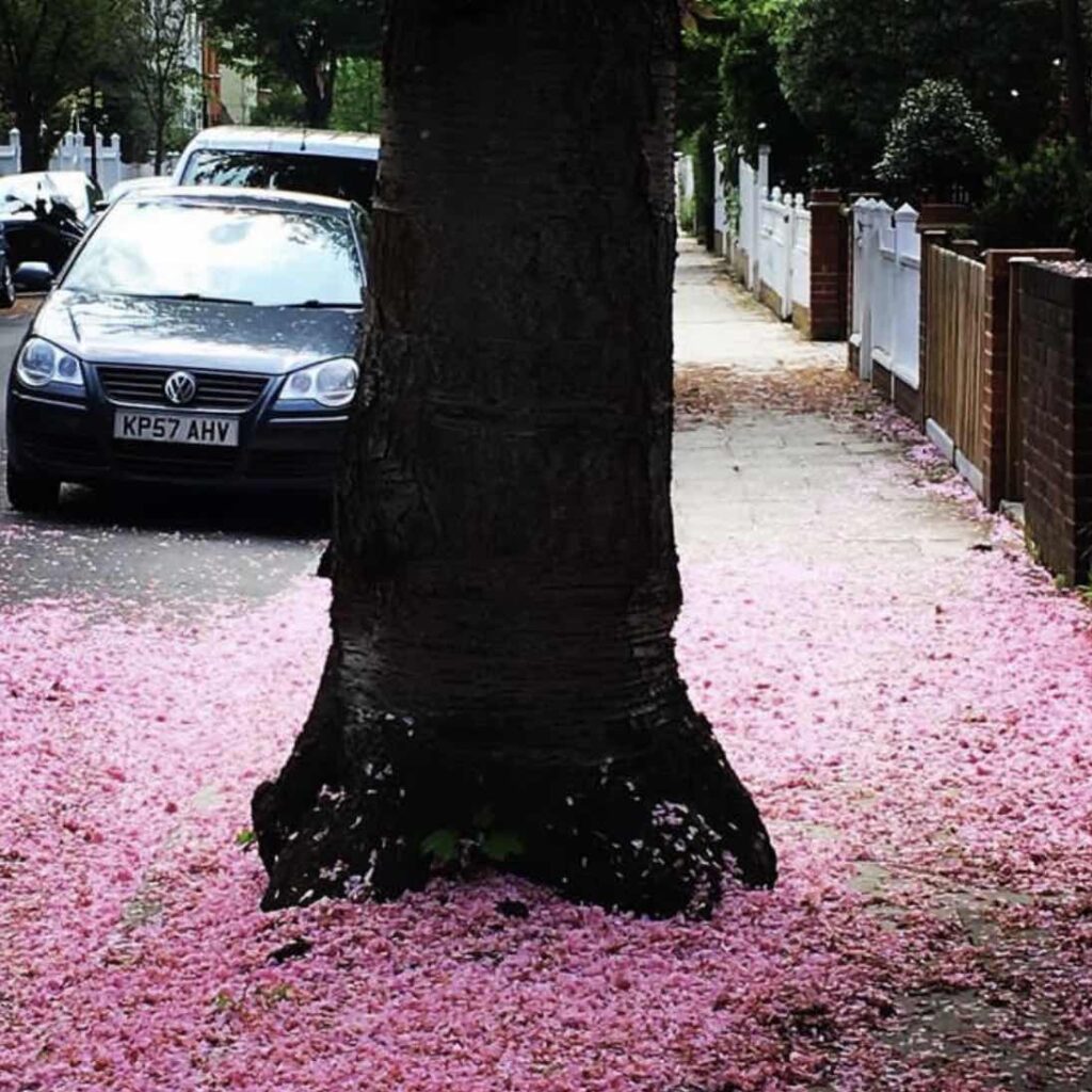 Giant trees - Human All Too Human